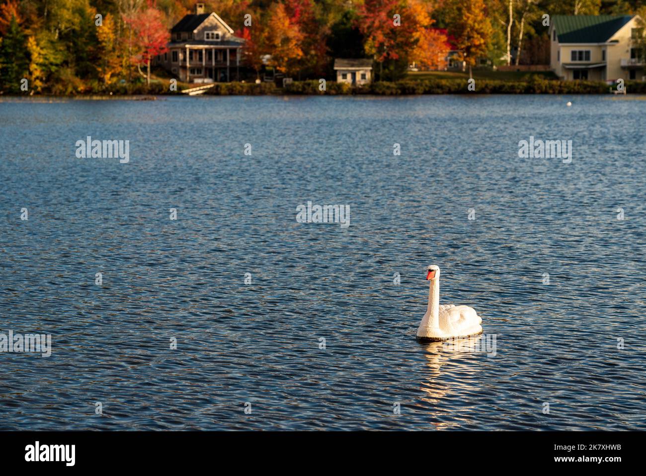 Artificial swan floating on a lake with the vibrant fall colors behind ...