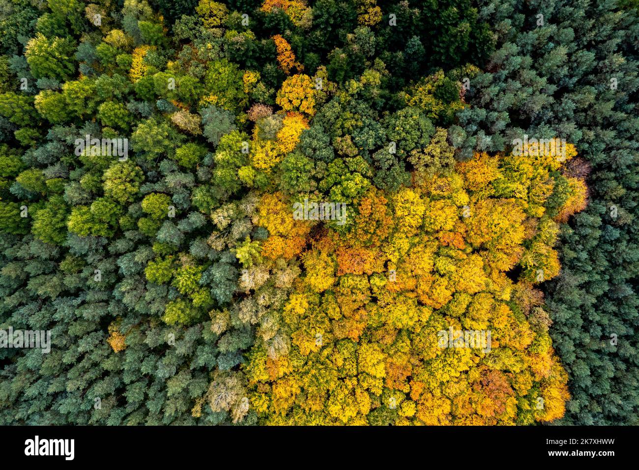 Aerial top down view of a colorful forest foliage at atumn, drone view, natural seasonal ...