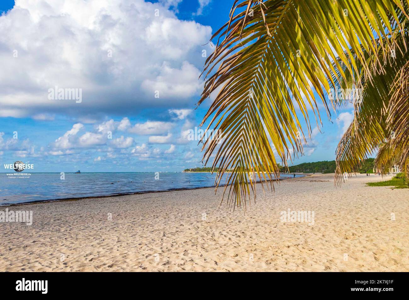 Tropical mexican beach landscape panorama behind palm trees with clear ...
