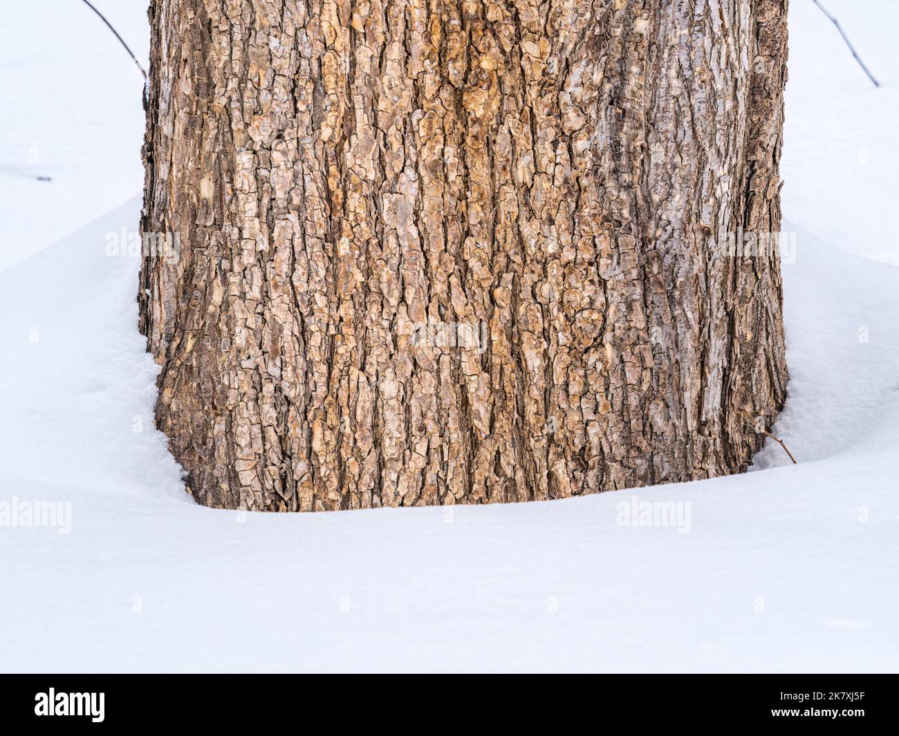 Poplar tree bark with wooden texture nature background with snow ...