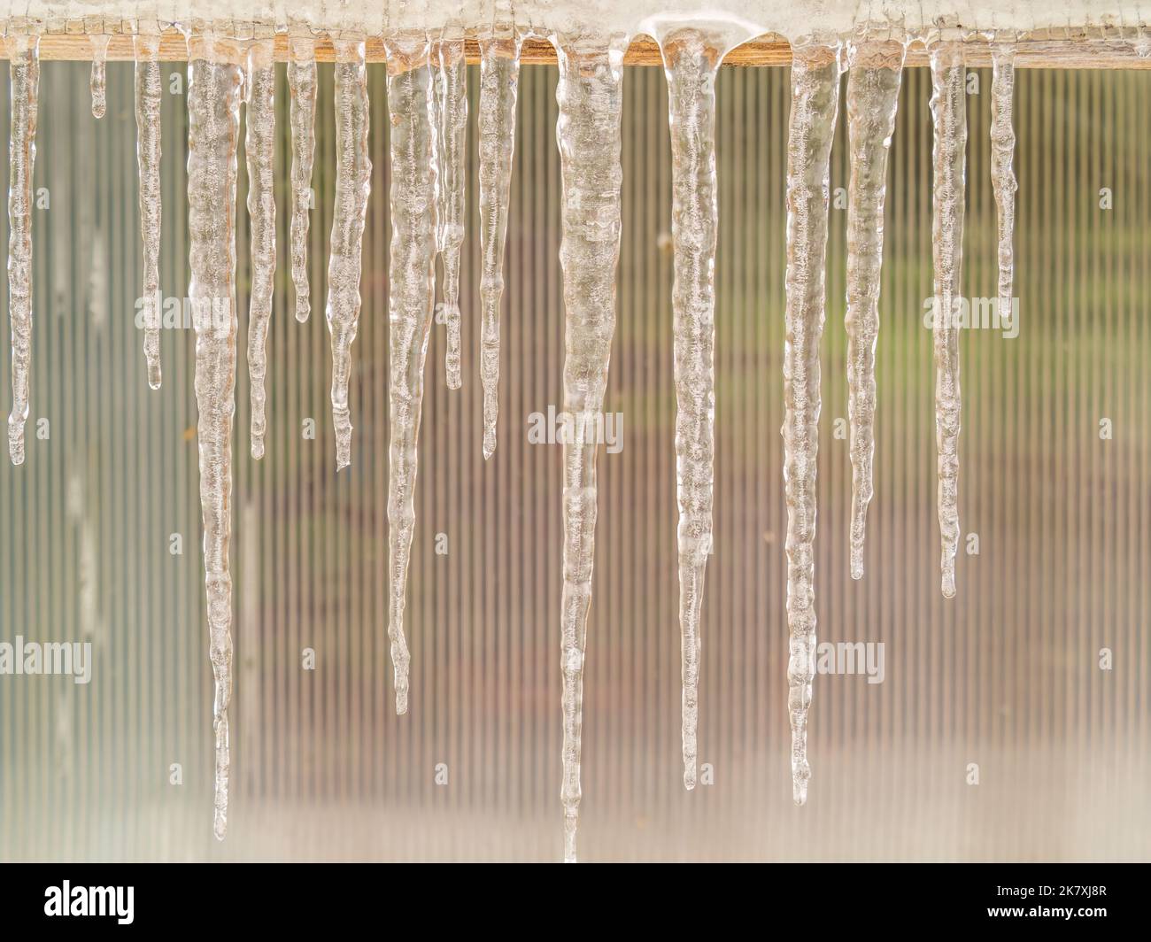 Transparent icicle on a gray background with copy space. A icicles melting down. Spring weather ...