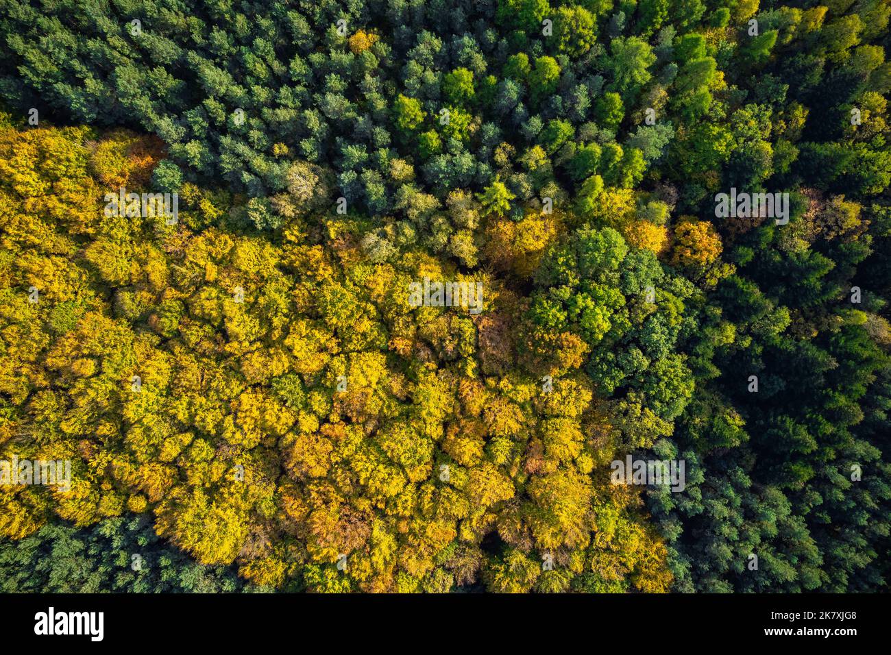 Colors of autumn woodland, aerial drone view Stock Photo - Alamy