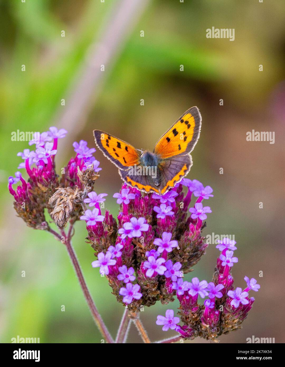 Small Copper Butterfly Lycaena phlaeas on a Verbena flower head in an ...