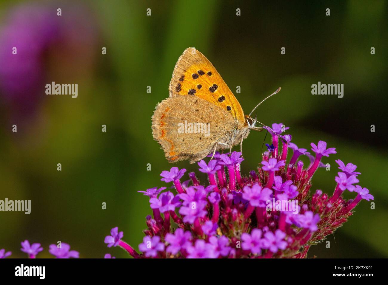 Small Copper Butterfly Lycaena phlaeas on verbena flower head in the ...
