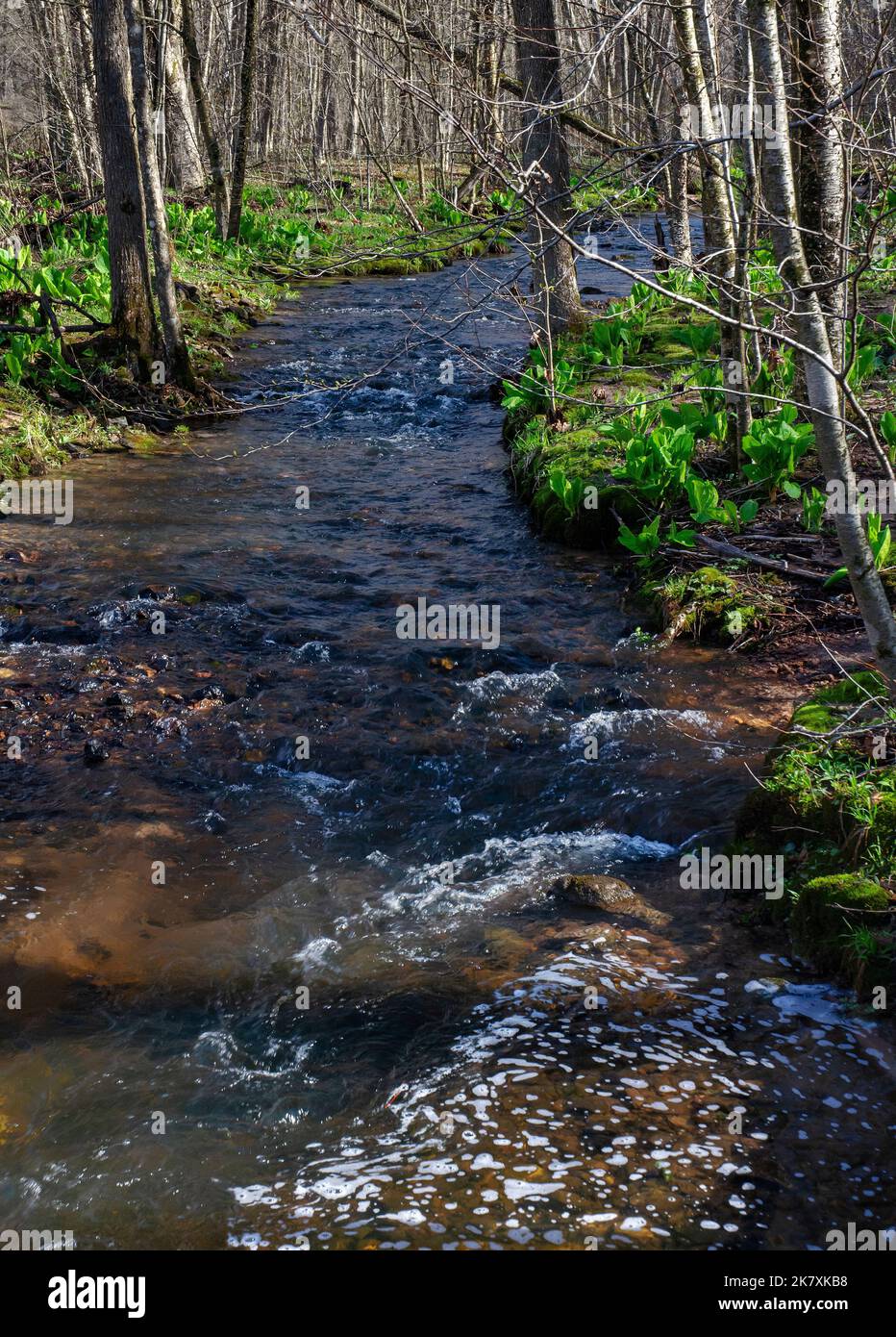 Small cascades in Otter Creek create foam dots that swirl in a eddy ...