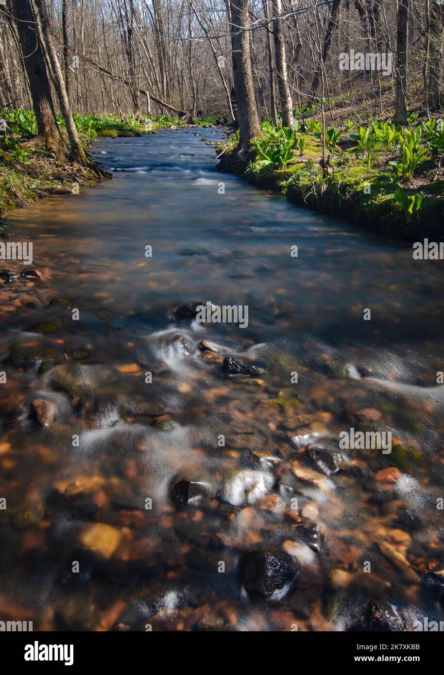 Otter Creek flows full with spring runoff through the forest at Baxter ...