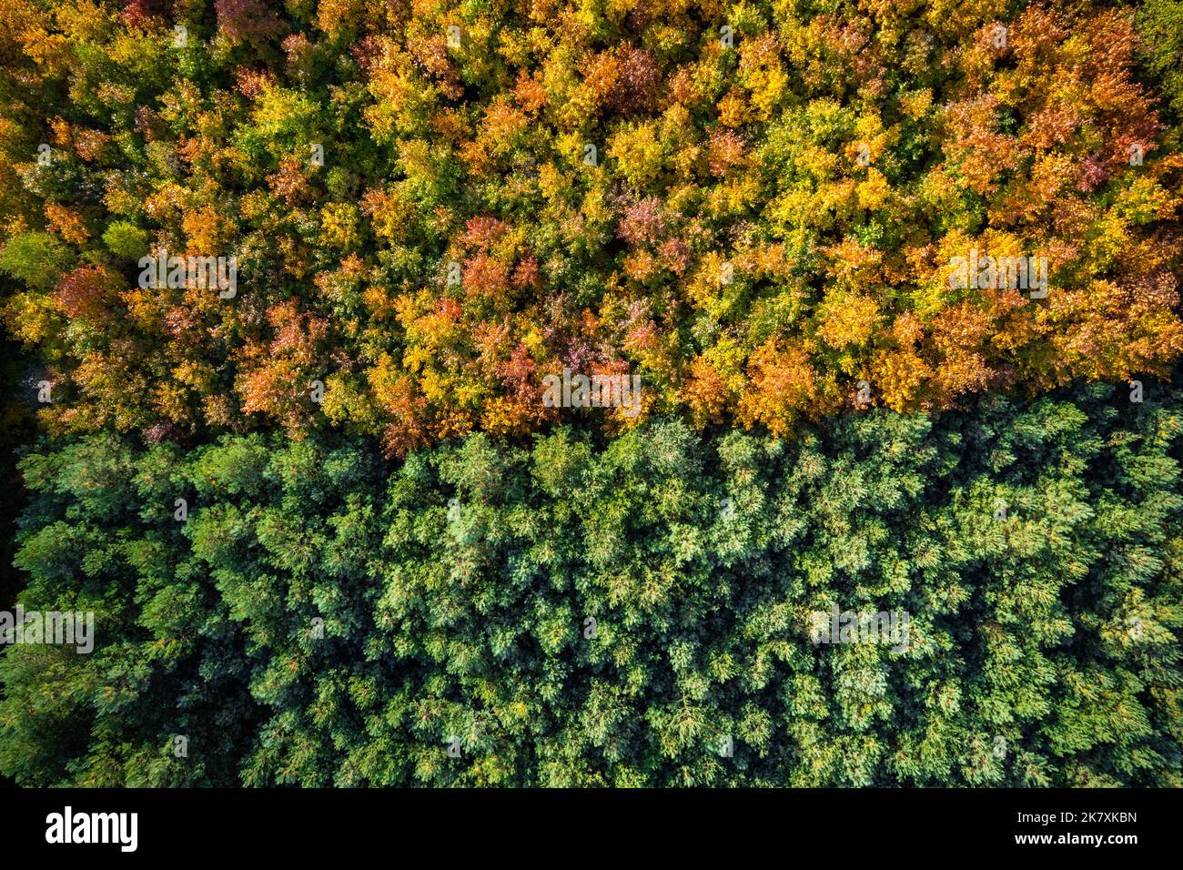 Autumn foliage in forest, top down drone view Stock Photo - Alamy