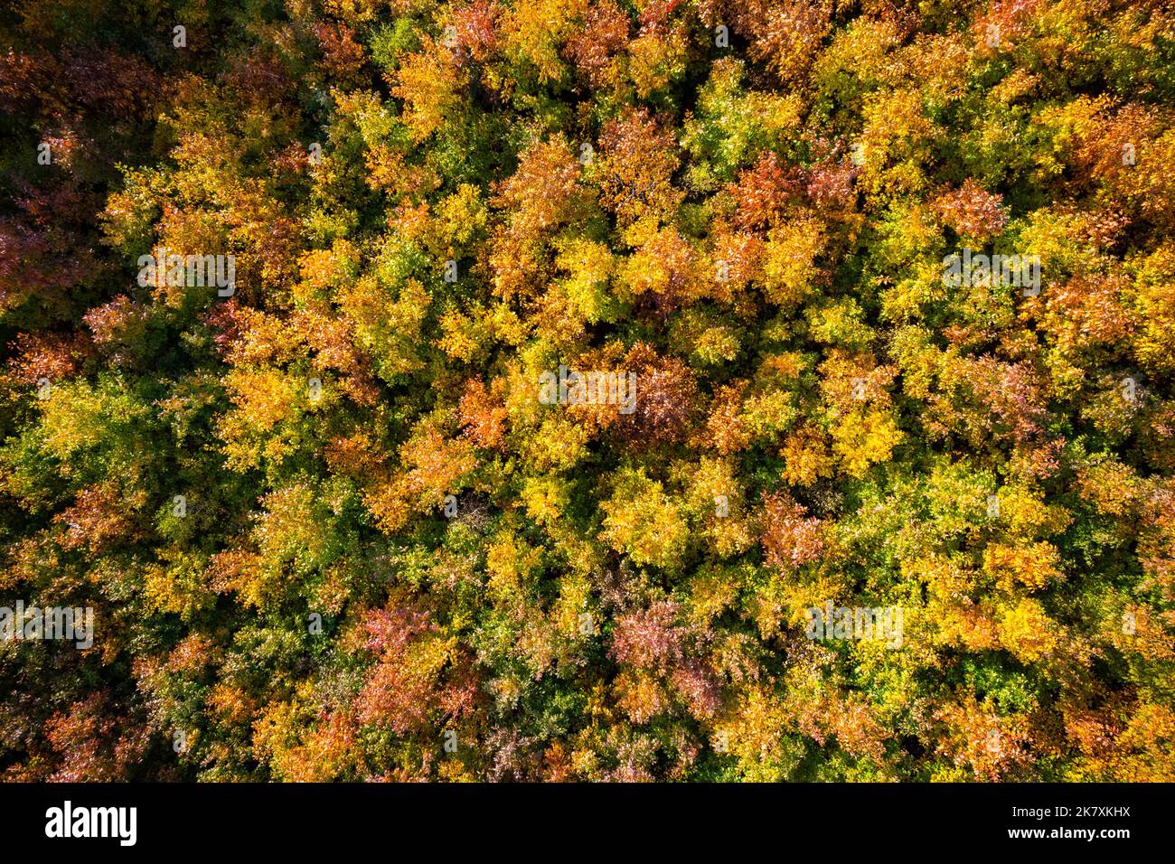 Autumn foliage in forest, top down drone view Stock Photo - Alamy
