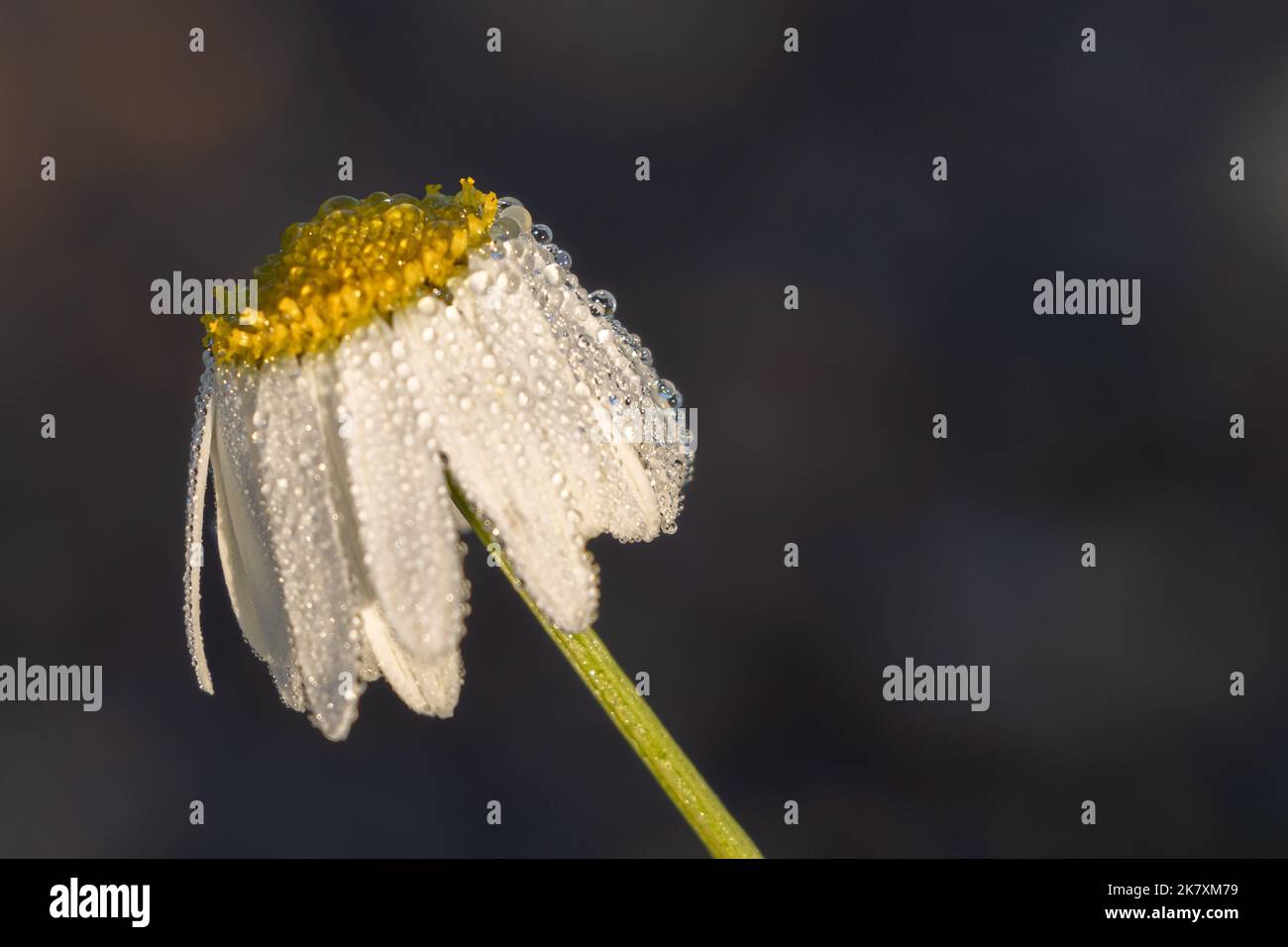 Chamomile in dew hi-res stock photography and images - Alamy