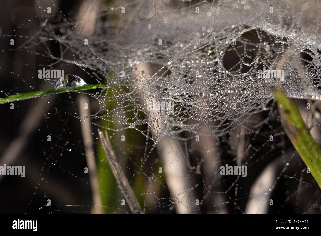 Tangled cobweb hi-res stock photography and images - Alamy