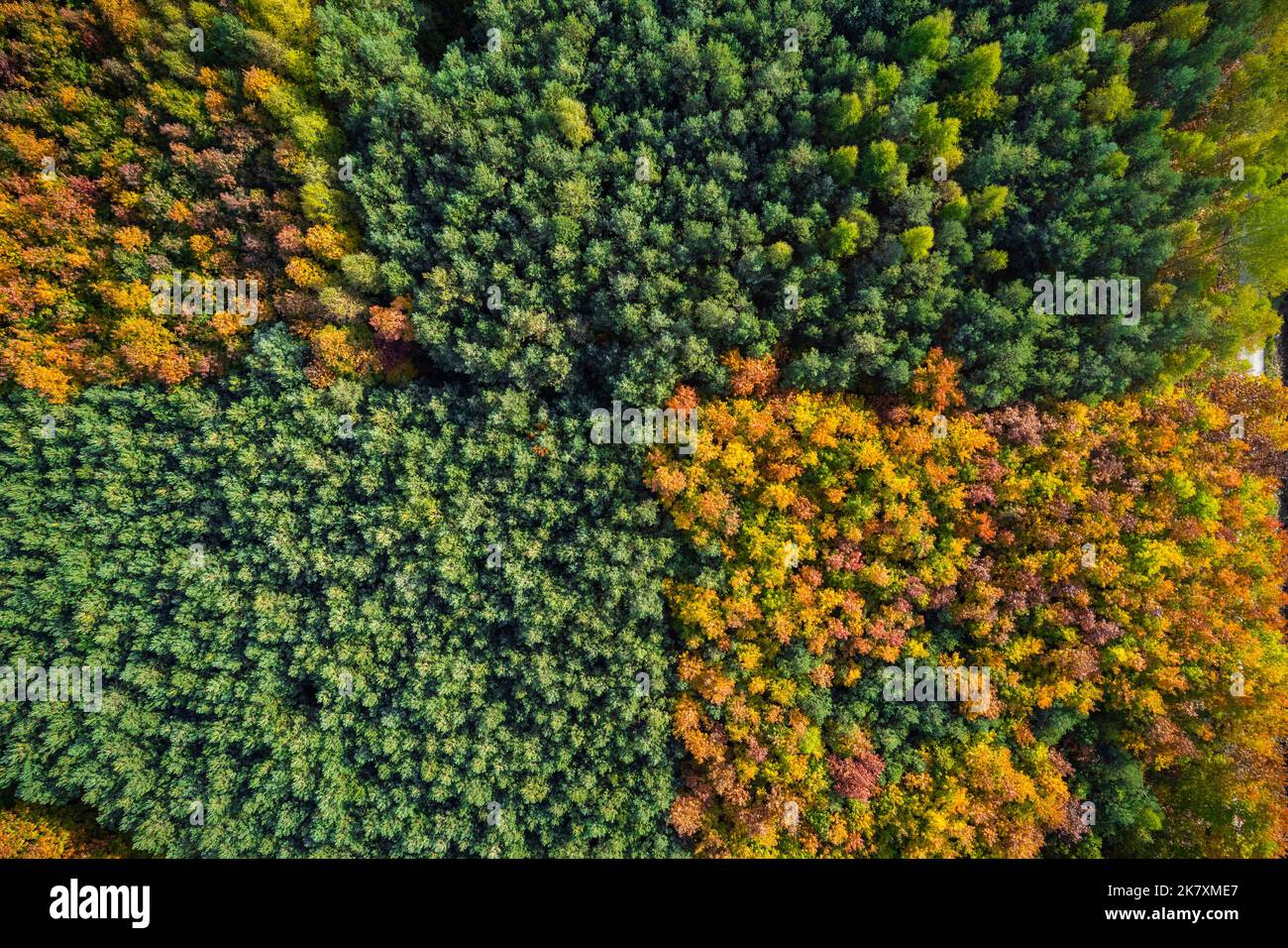 Autumn foliage in forest, top down drone view Stock Photo - Alamy