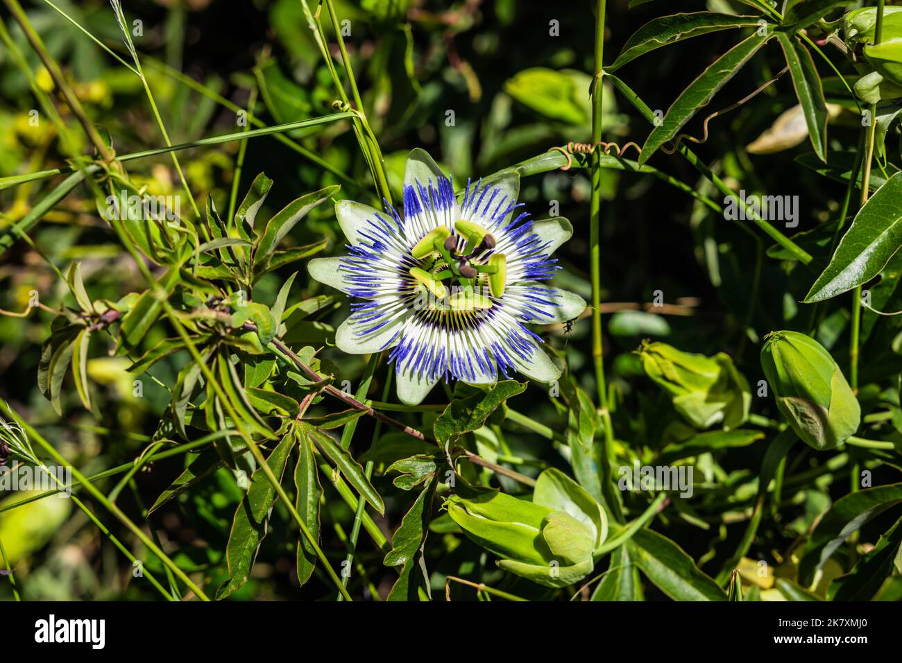 A close up of a Bluecrown passionflower Passiflora caerulea flower in ...