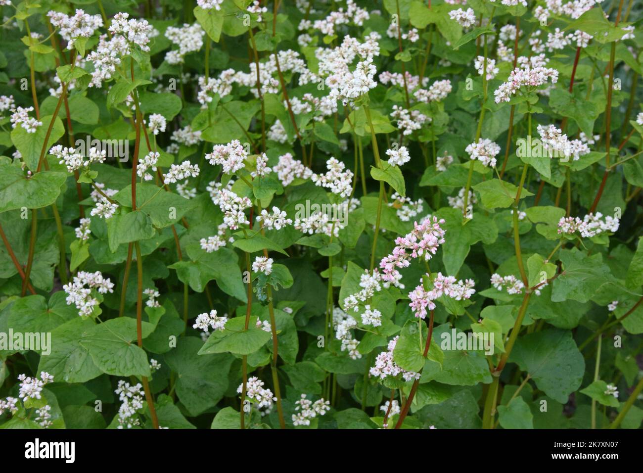 Buckwheat (Fagopyrum esculentum) in garden Stock Photo - Alamy