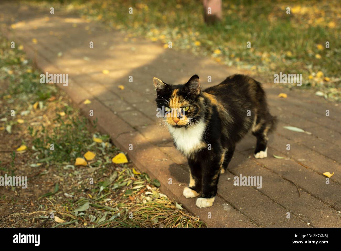Cat with different coats. Pet on street. Cute cat in park. Animal in ...