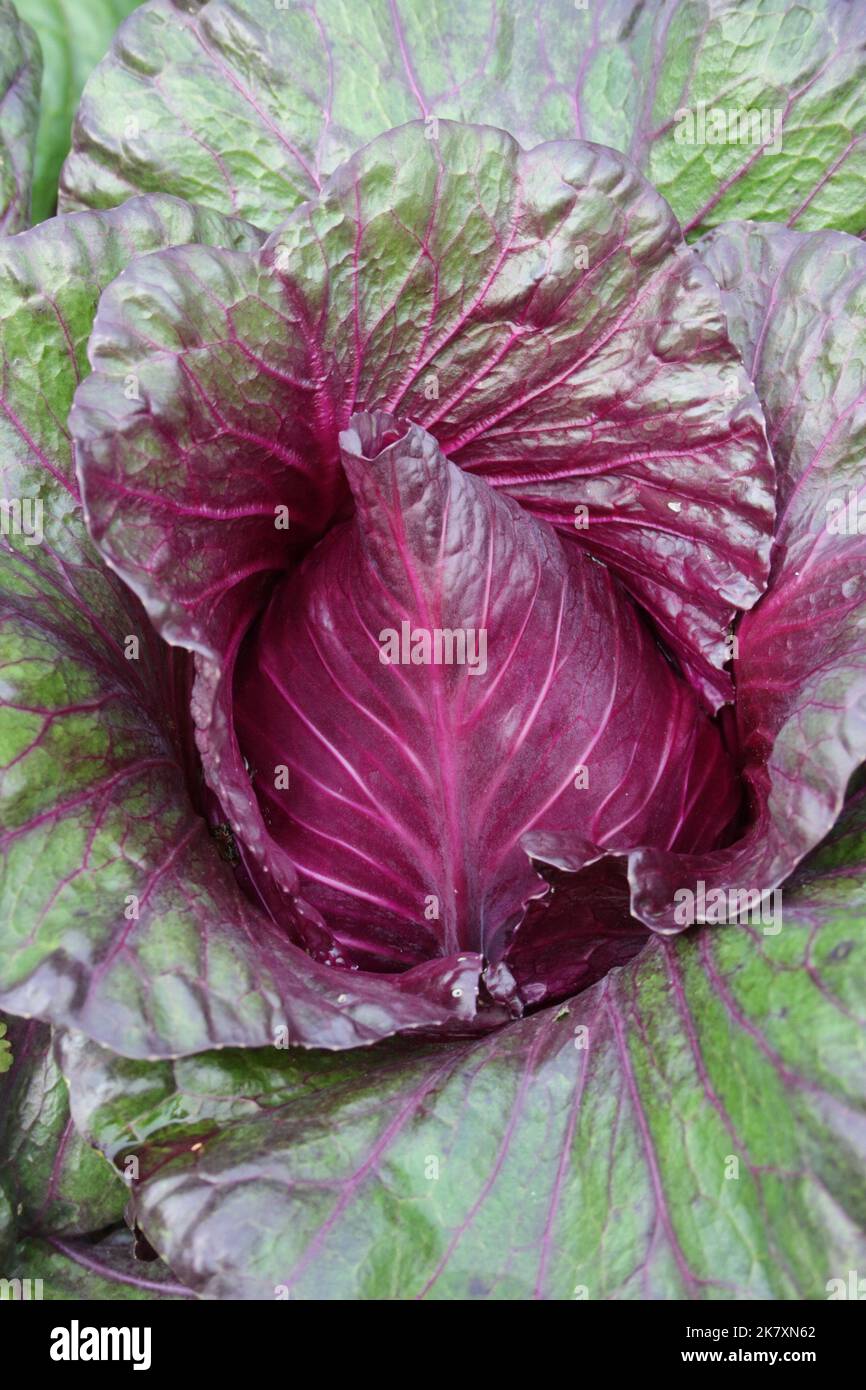 Pointed red cabbage 'Kalibos' Stock Photo - Alamy