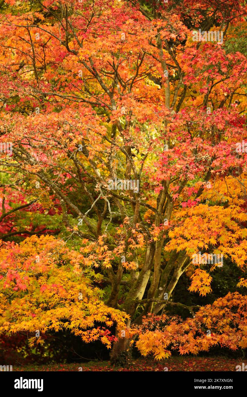Acer autumn colours Stock Photo - Alamy