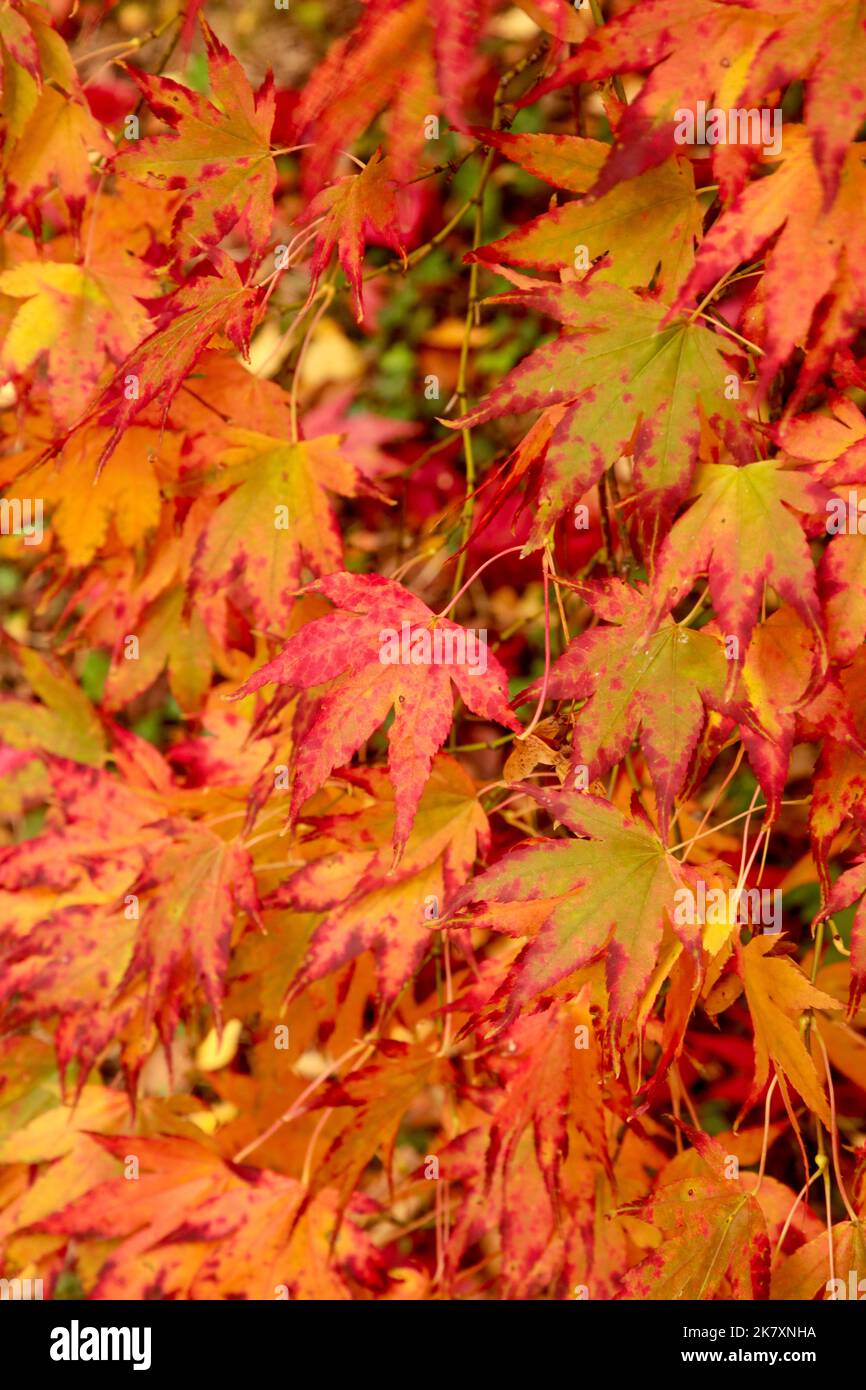 Autumnal acer leaves Stock Photo - Alamy
