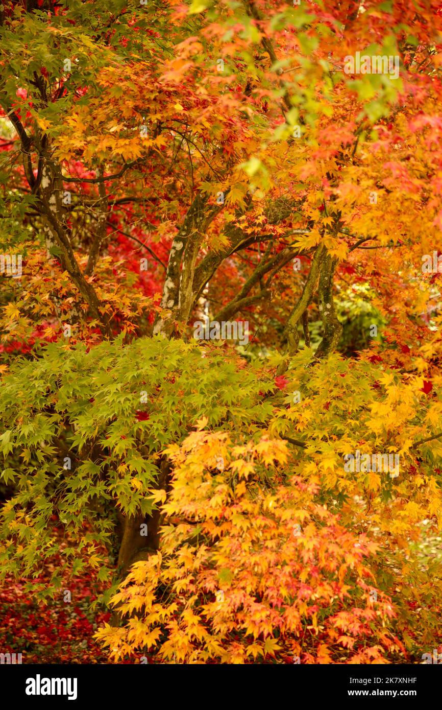 Acer autumn colours Stock Photo - Alamy