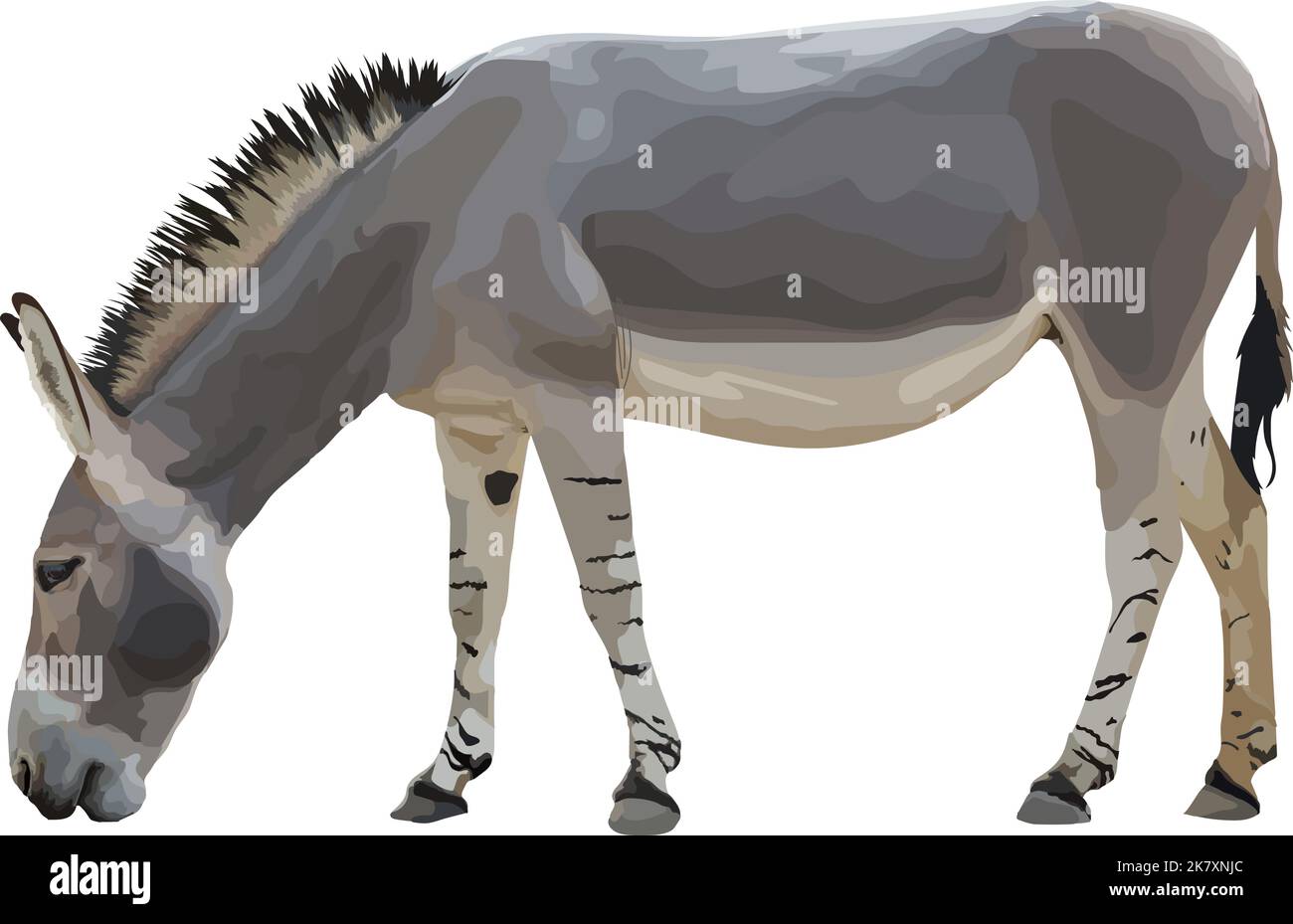 Realistic donkey. Side view. Vector illustration isolated on white ...