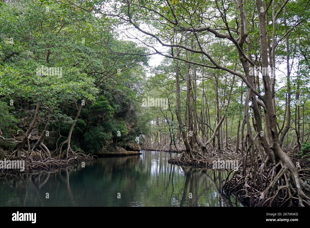 mangrove forest in the national park los haitises in the dominican ...