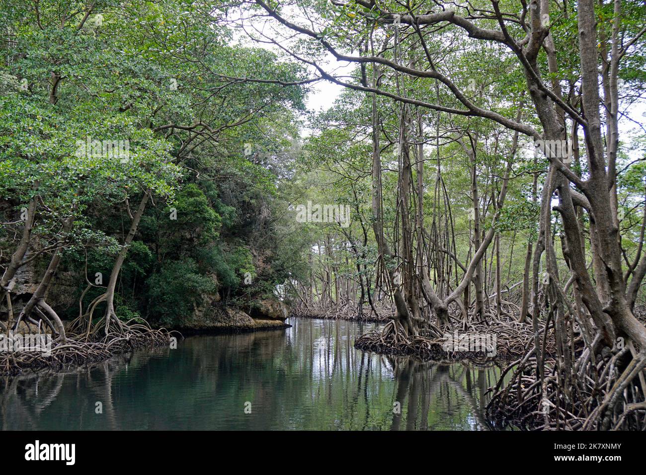 mangrove forest in the national park los haitises in the dominican ...