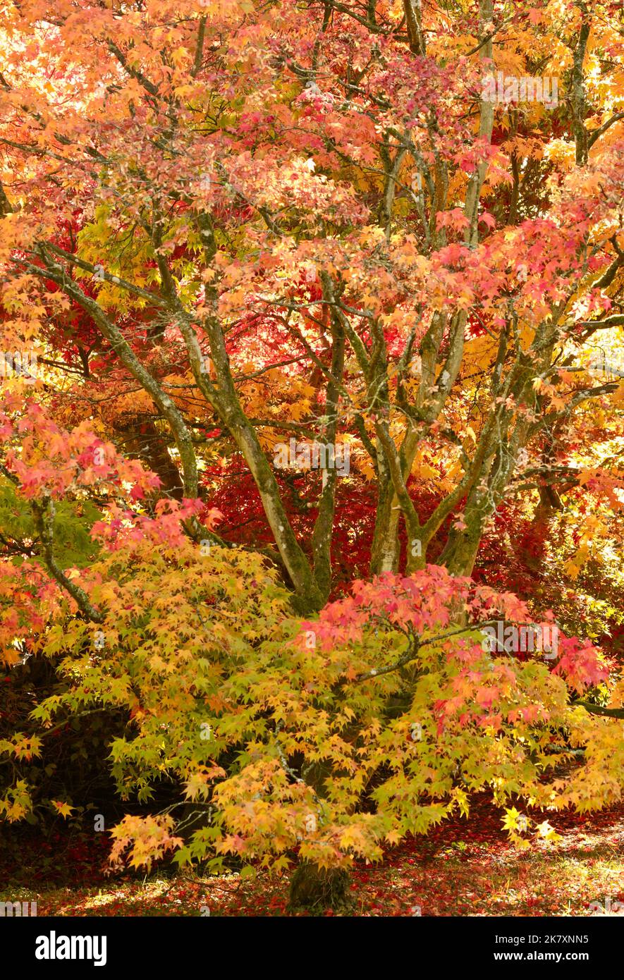 Acer autumn colours Stock Photo - Alamy