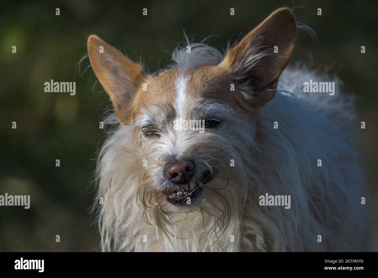 A ginger wire haired dog in a field Stock Photo - Alamy