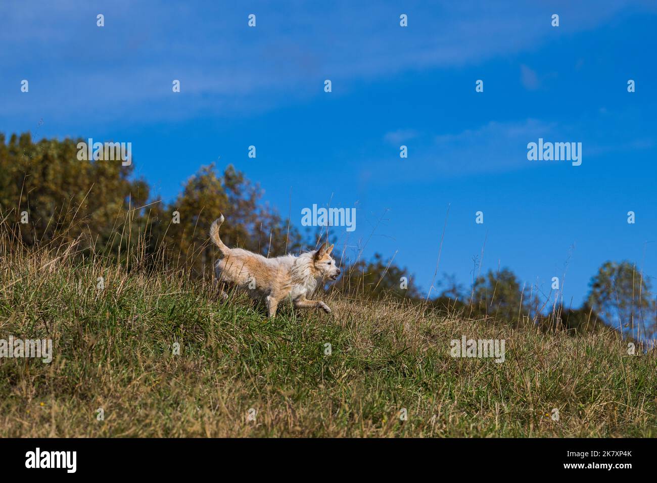 A ginger wire haired dog in a field Stock Photo - Alamy