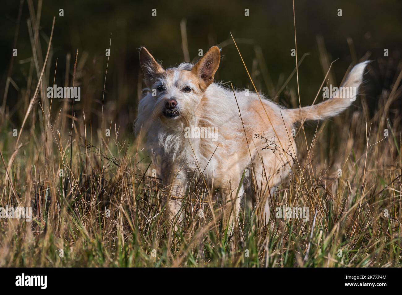 A ginger wire haired dog in a field Stock Photo - Alamy