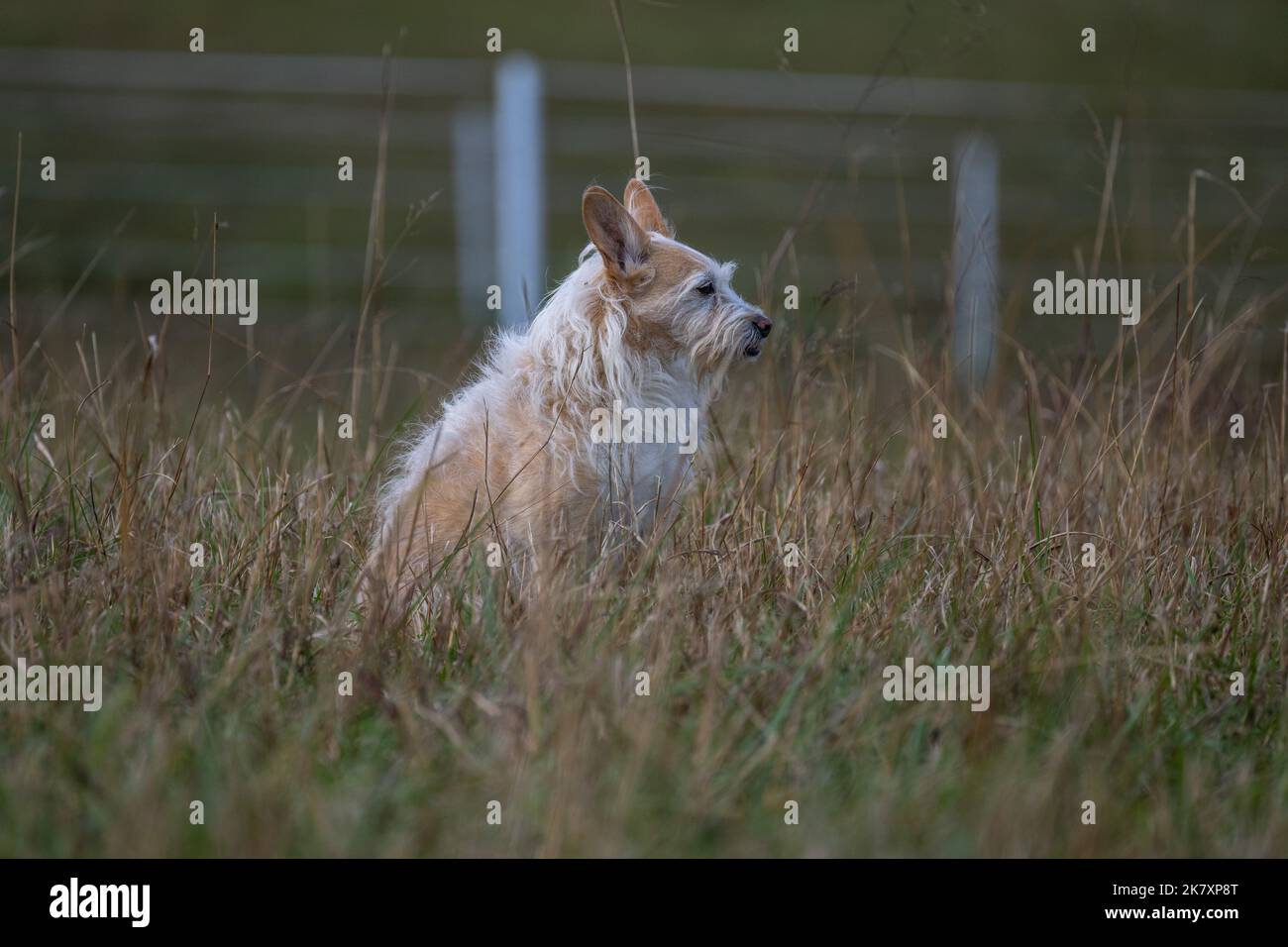 A ginger wire haired dog in a field Stock Photo - Alamy