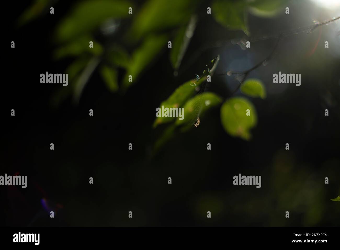 Green leaves in sunlight. Leaves of tree. Plant in park. Sunlight in ...