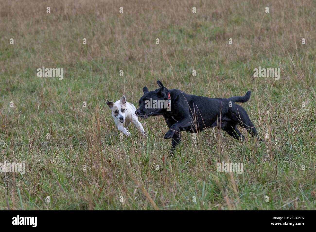 Dogs playing in a field Stock Photo - Alamy