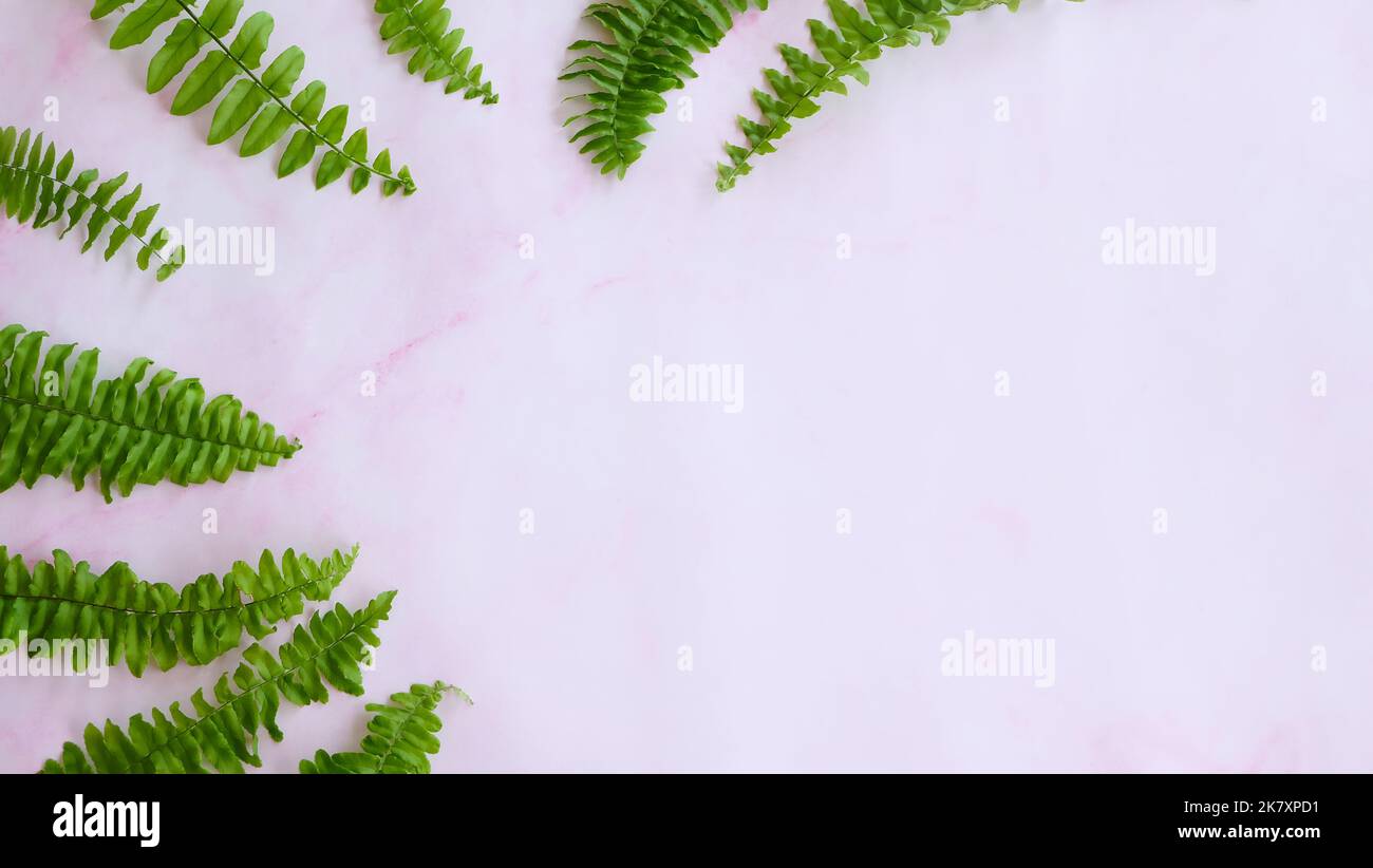 Flay lay of green fern leaves on the left, with copy space on the right ...