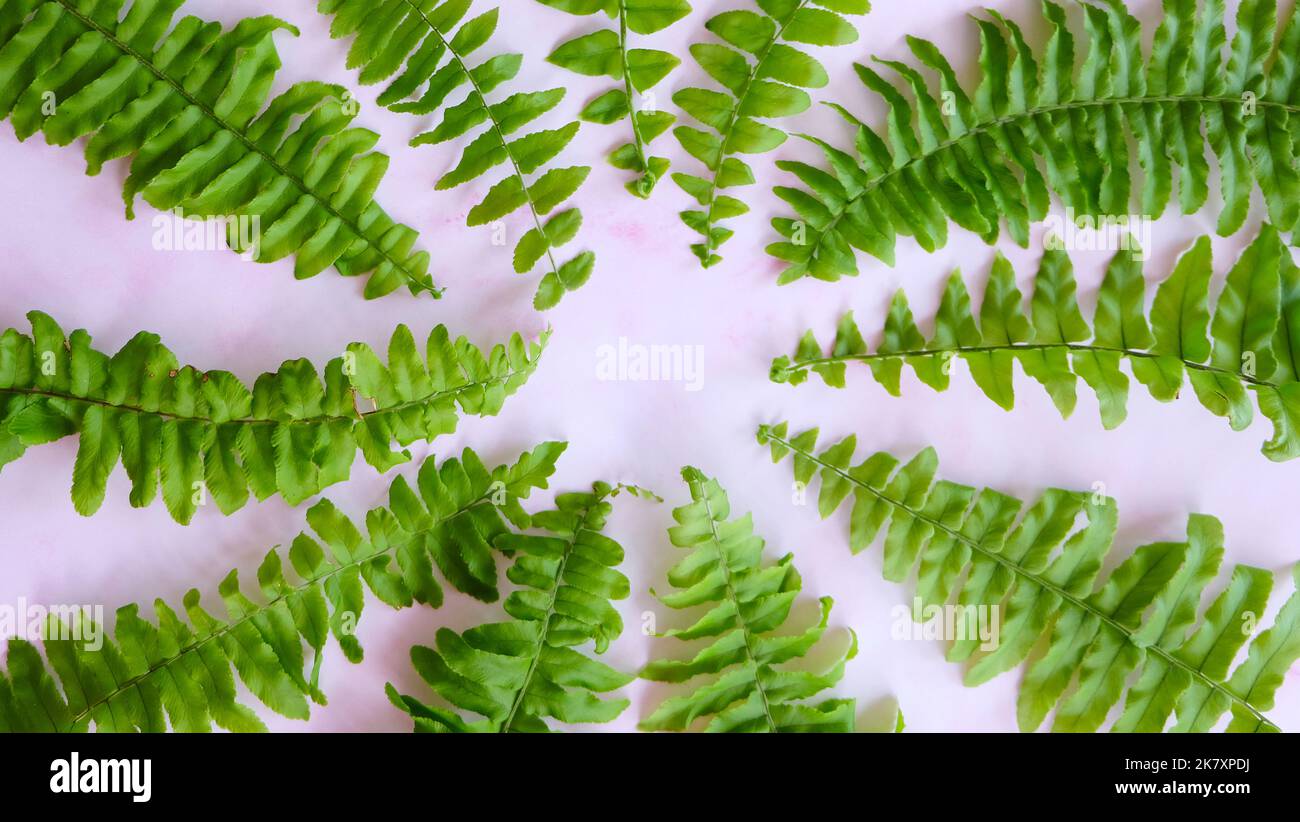 Fern border hi-res stock photography and images - Alamy