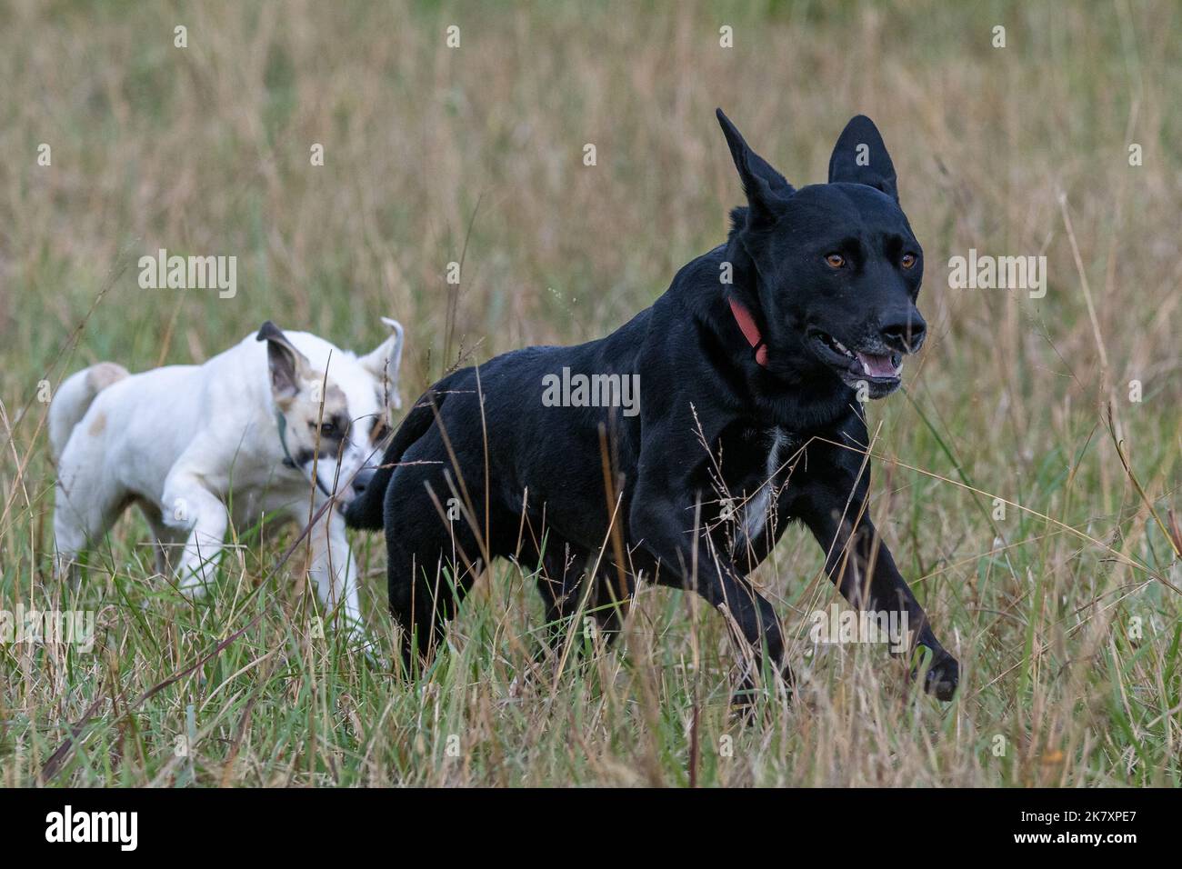 Dogs playing in a field Stock Photo - Alamy