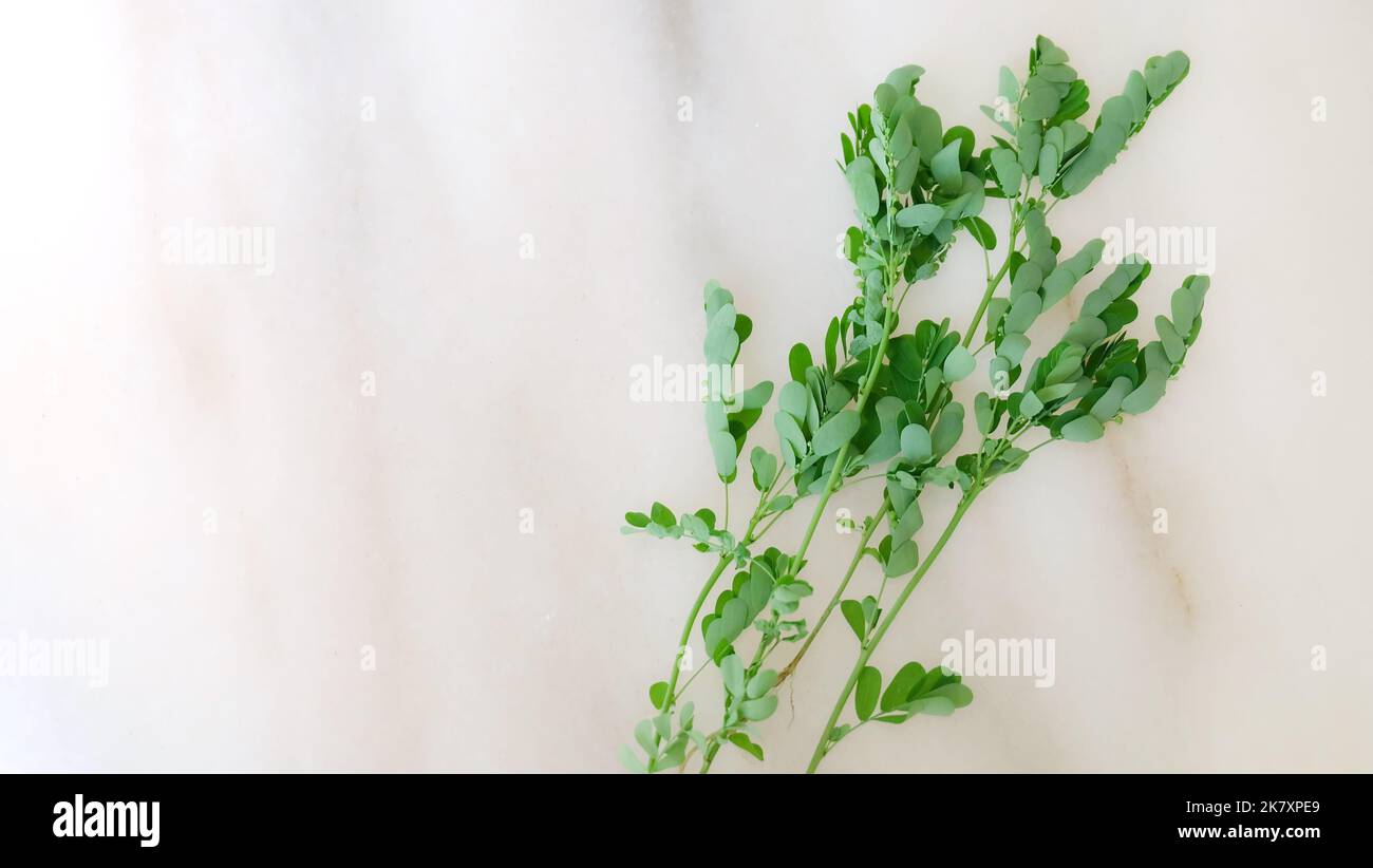 Phyllanthus urinaria, also known as chamber bitter, a plant that is ...