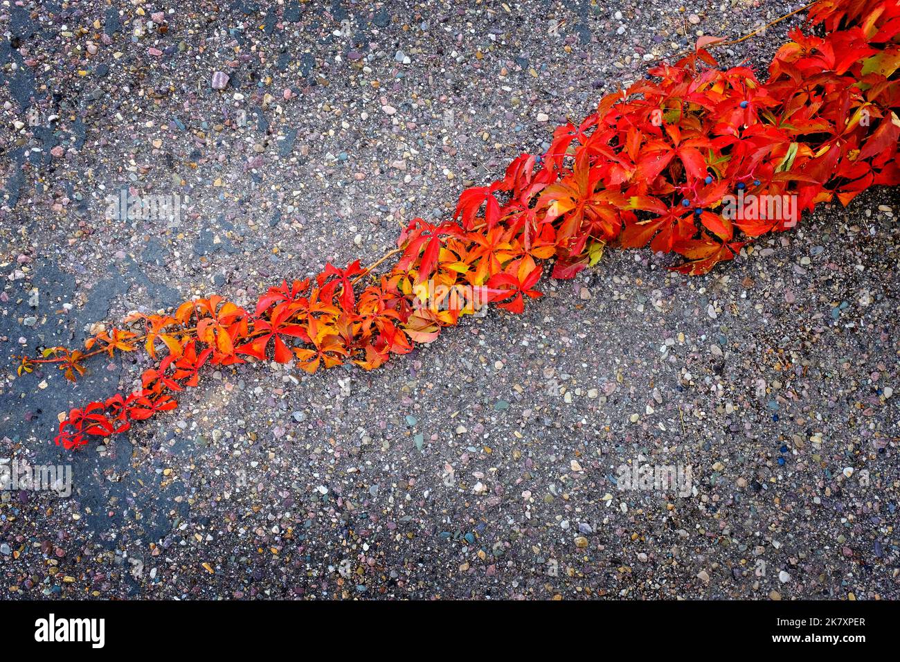 Red fall leaves on creeping plant growing on asphalt or cement Stock ...