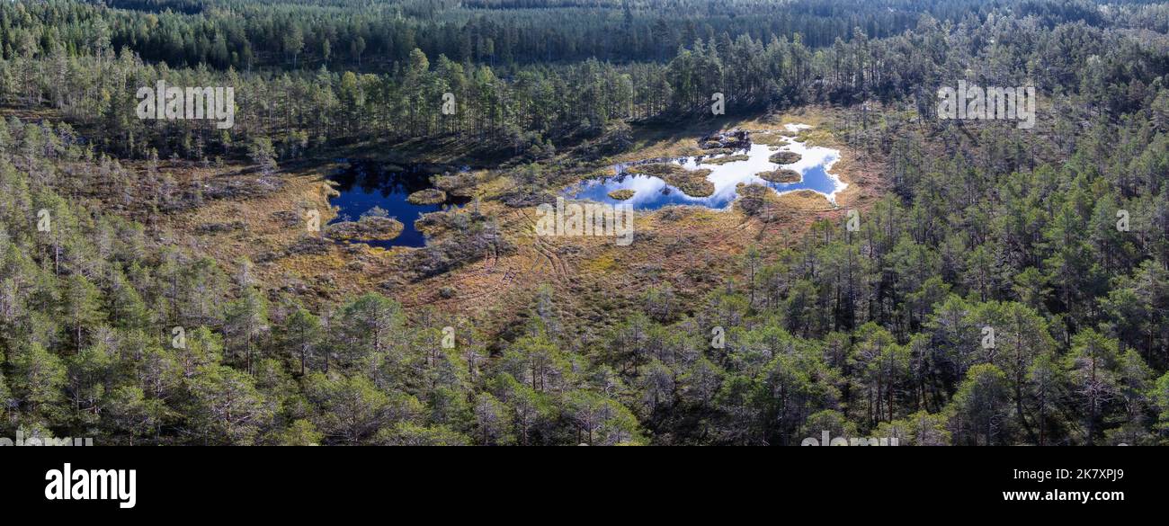 Aerial panoramic photo on Northern forest swamps with fog and low ...