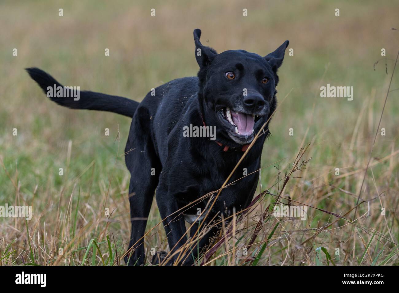 Dogs playing in a field Stock Photo - Alamy