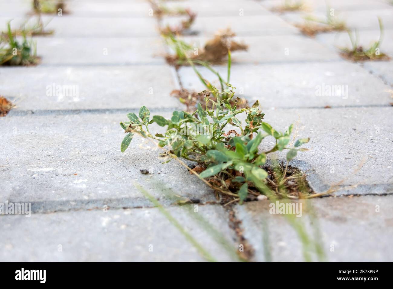 Green grass grows from the joints of paving slabs close up Stock Photo ...