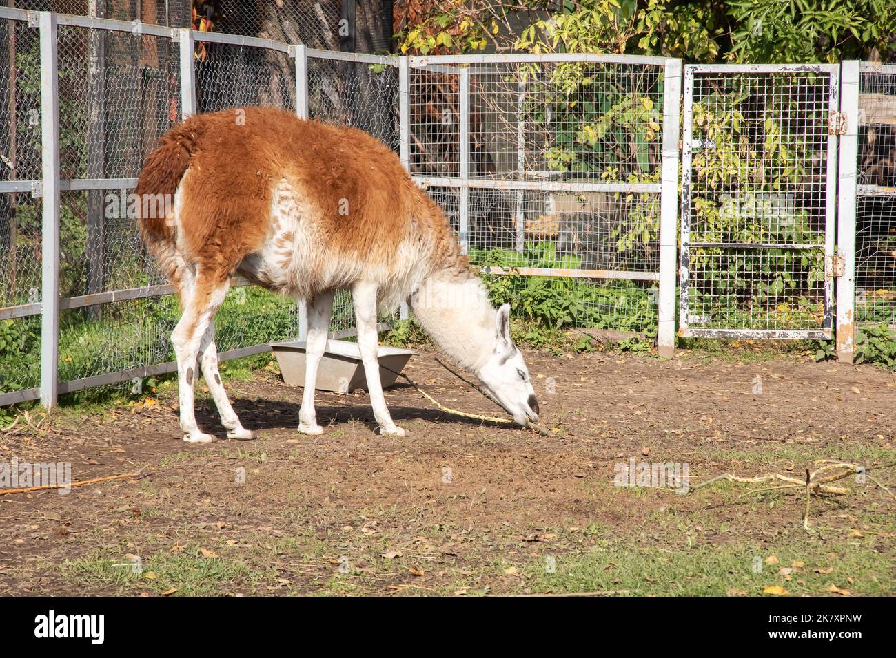 Red llama in an aviary eats grass close up Stock Photo - Alamy
