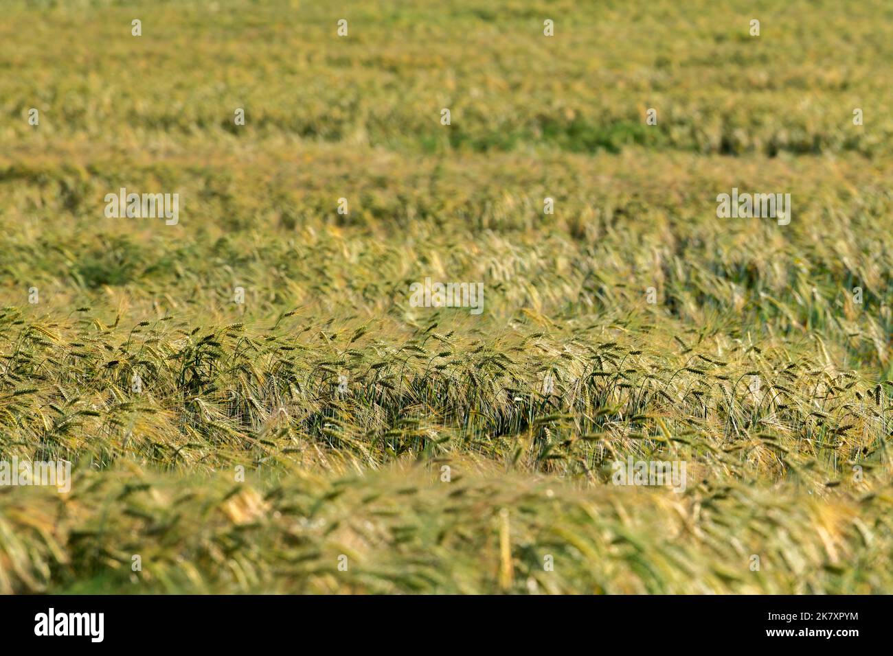 Agronomy industry hi-res stock photography and images - Alamy
