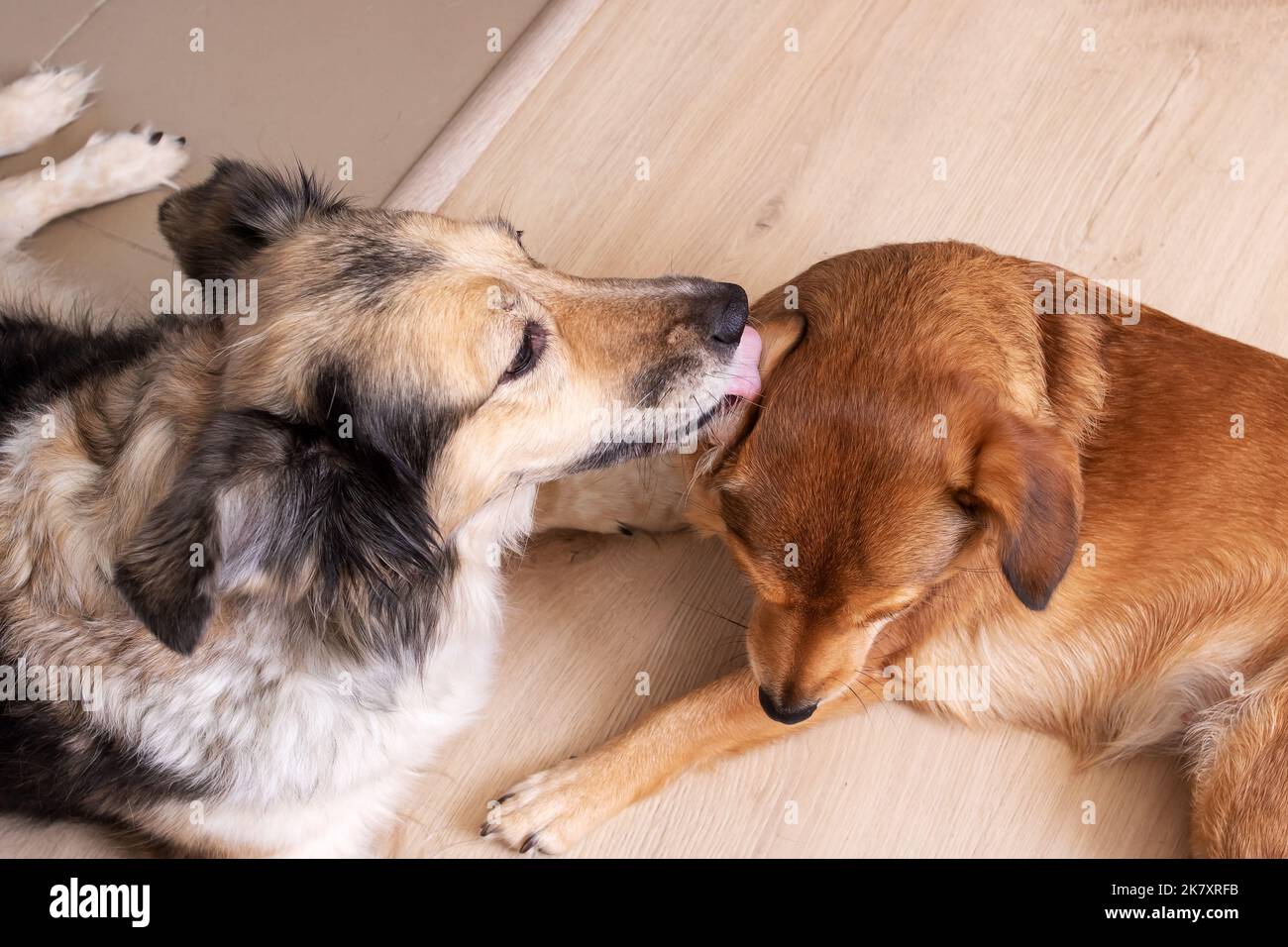 A dog licks another dog's ear close up Stock Photo - Alamy