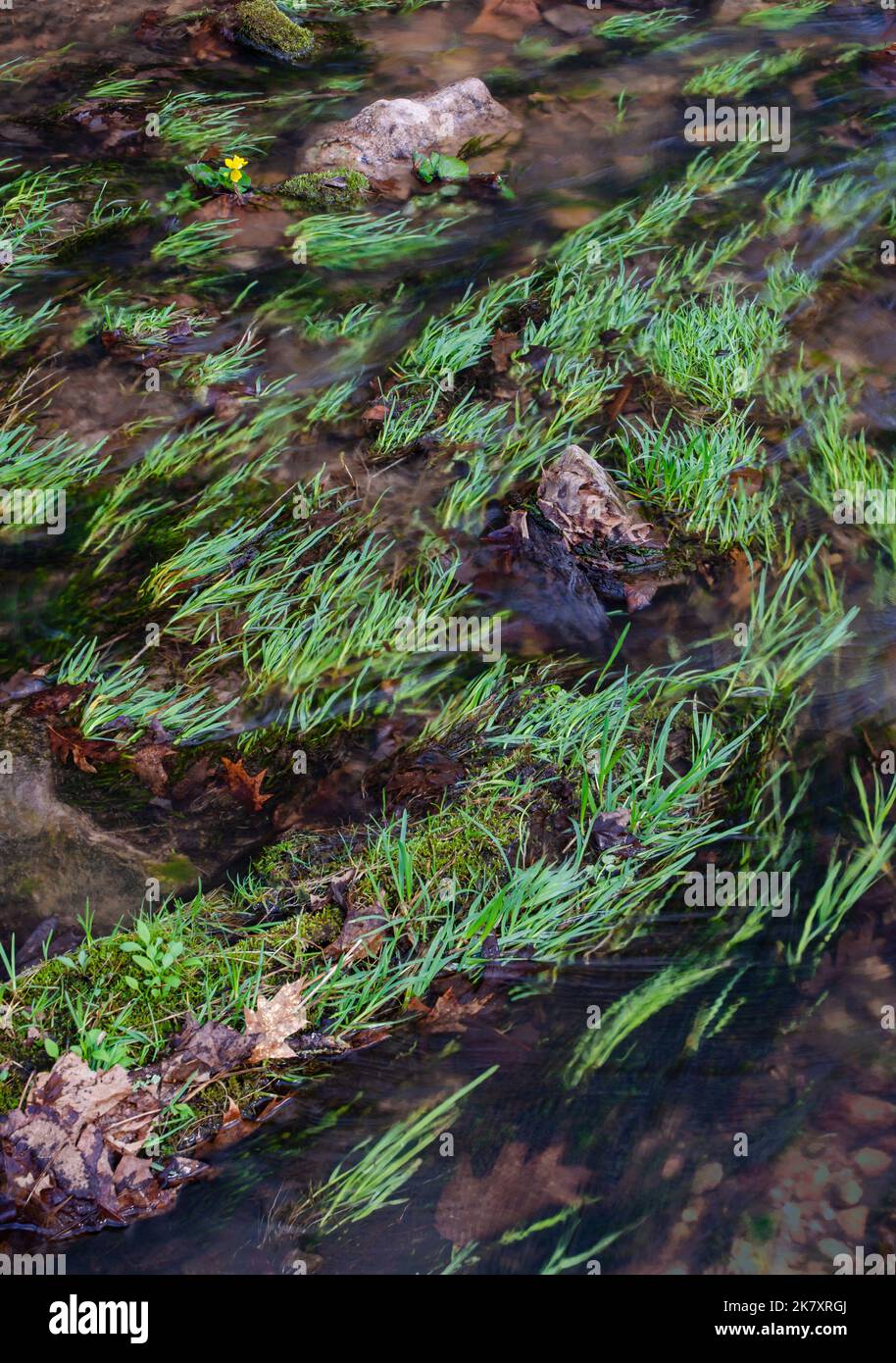 Grass like plants bend and flow with the current of a small side creek ...