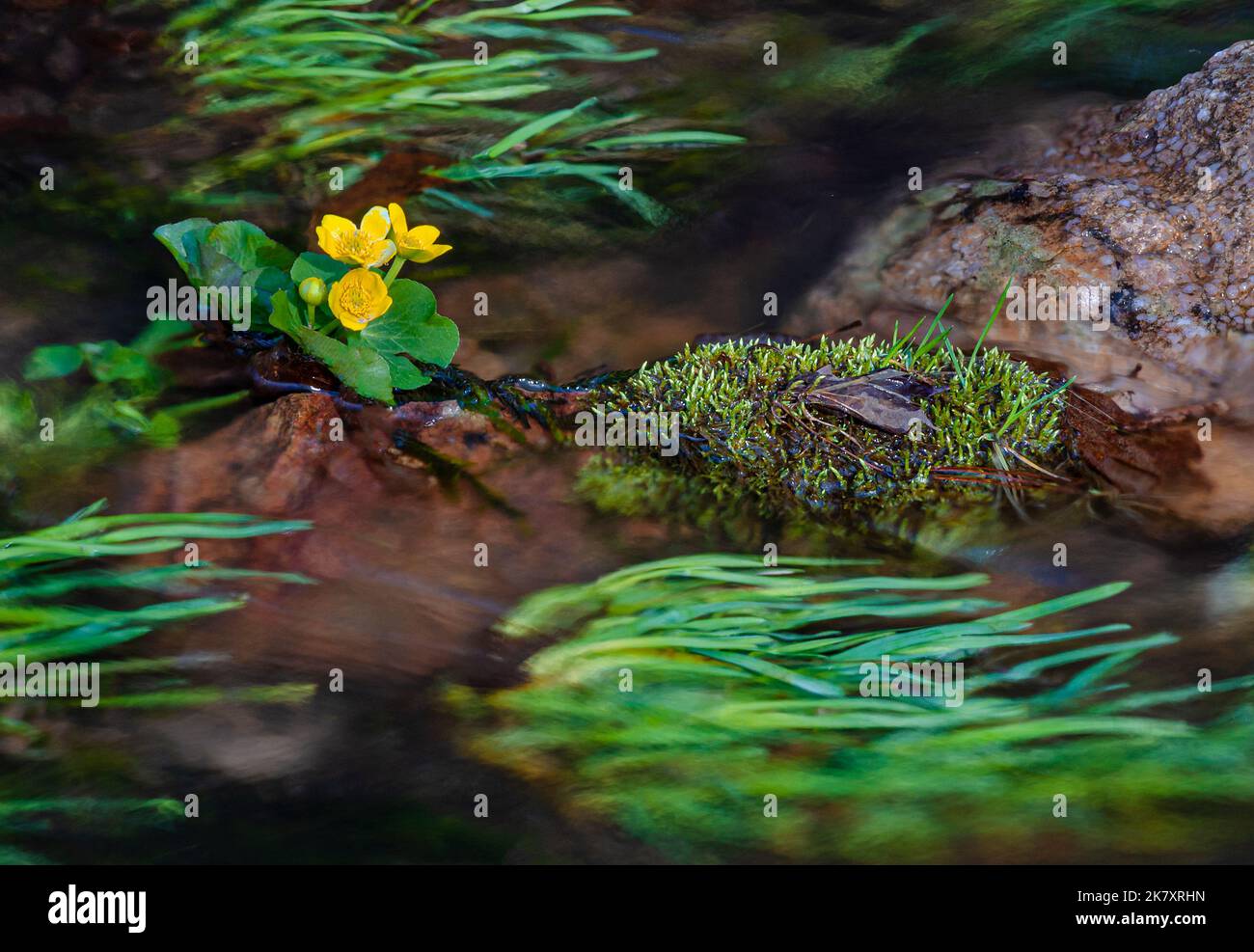 A Marsh Marigold grows n a stream that flowa only after a decent rain ...