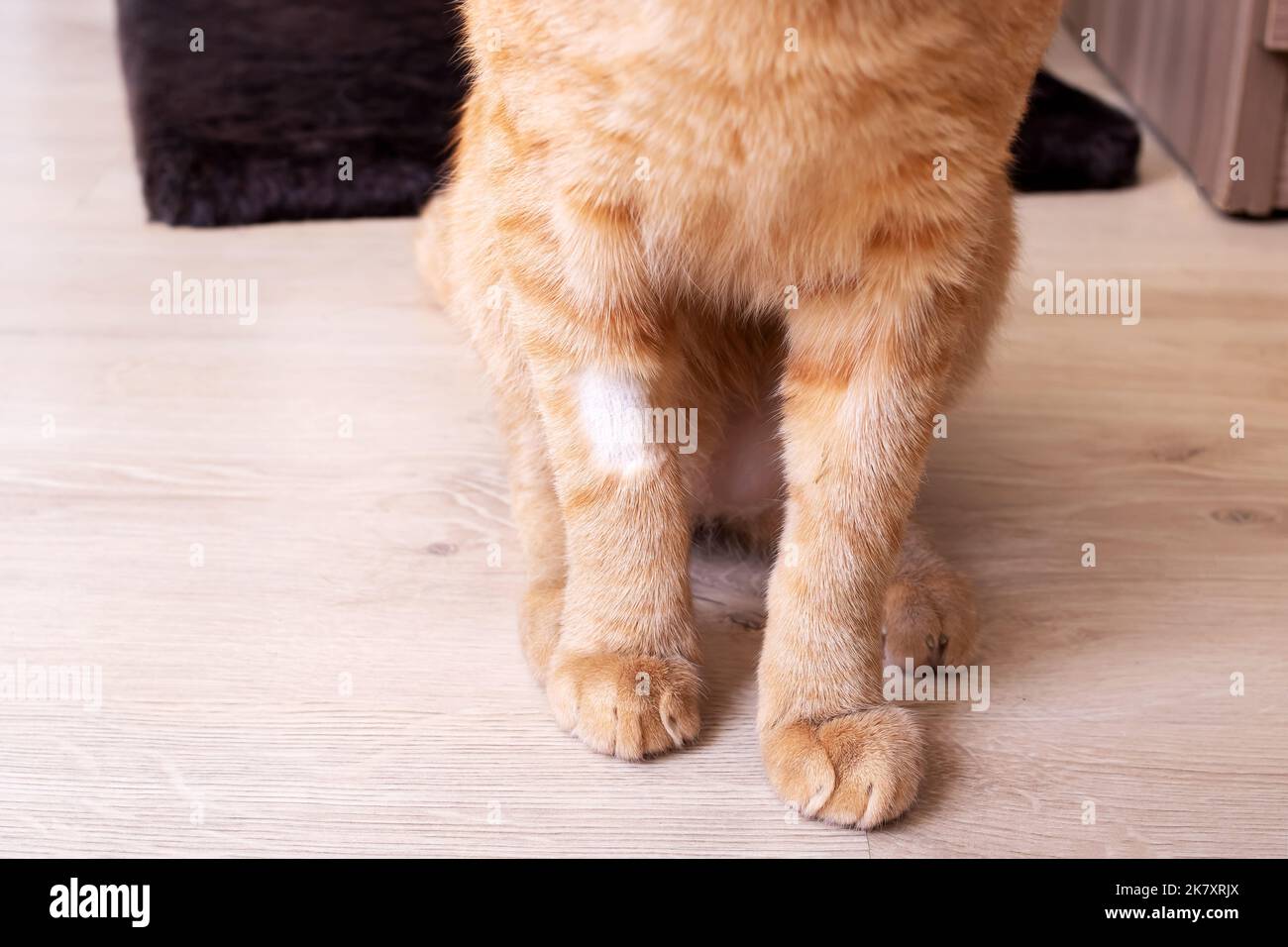 Shaved hair on a cat's paw close up Stock Photo - Alamy