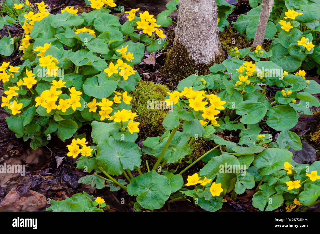 Marsh Marigolds grow in wet areas along side streams and wetlands ...