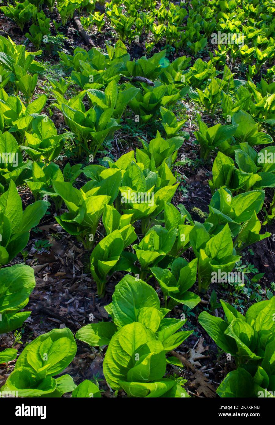Backlit Skunk Cabbage fills the floor of the creek be area in Parfrey's ...