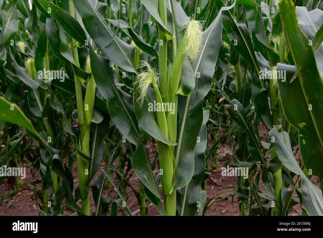 Pampas argentina corn hi-res stock photography and images - Alamy