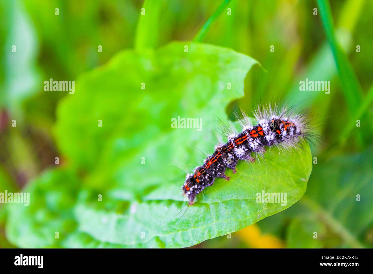 Cute green caterpillar on plant in Cuxhaven Lower Saxony Germany Stock ...